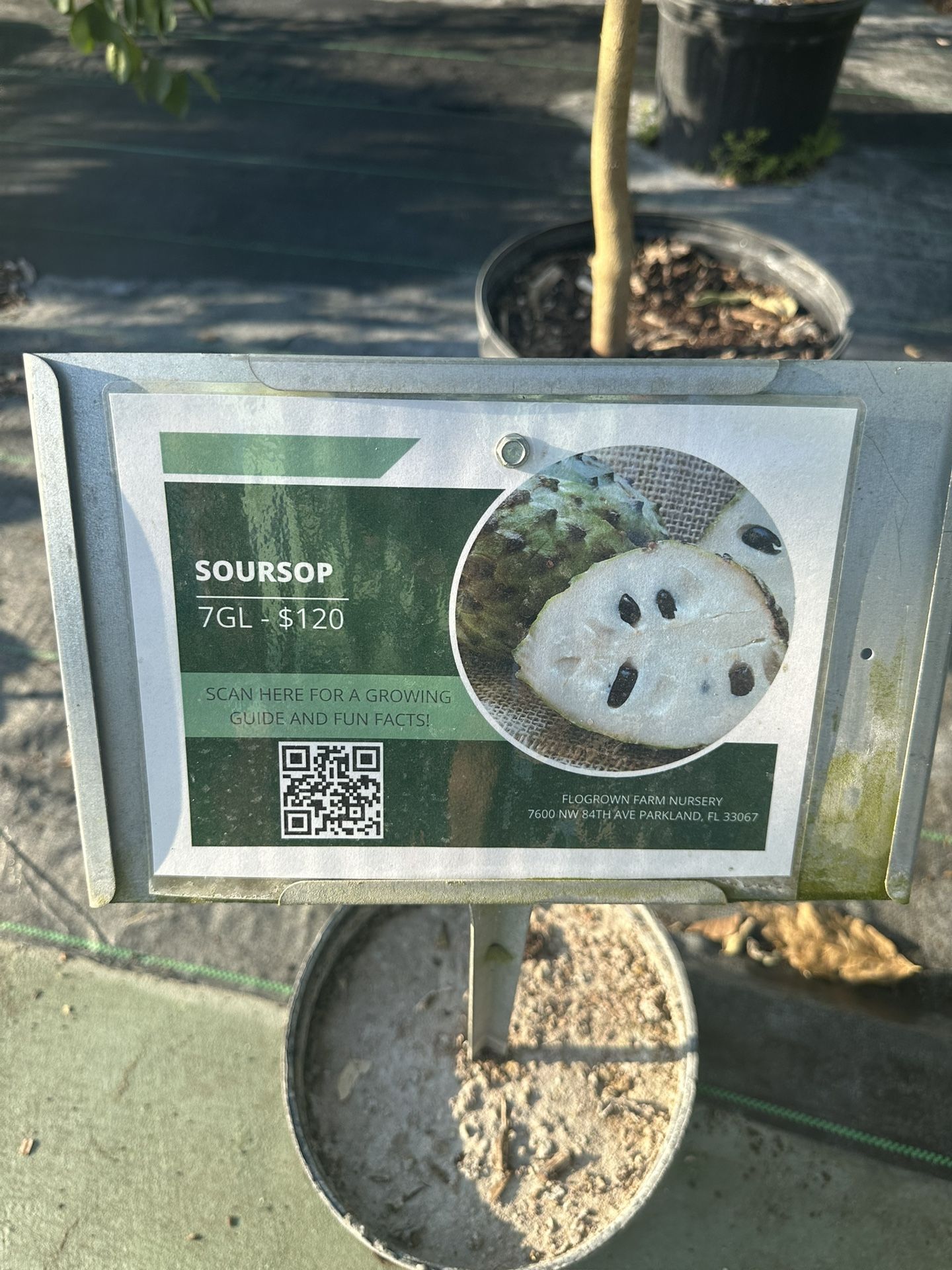 Soursop Fruit Trees Grafted 2 Sizes Available $50 for Sale in Pompano ...