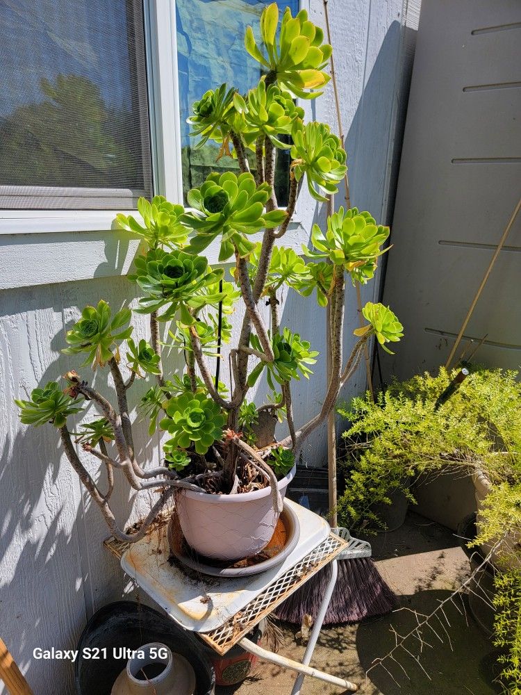 Tall Succulent Plant for Sale in Merced, CA - OfferUp