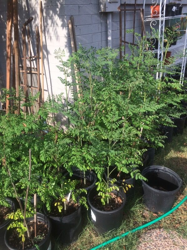 The miracle tree Moringa tree 6' tall for Sale in Phoenix, AZ - OfferUp
