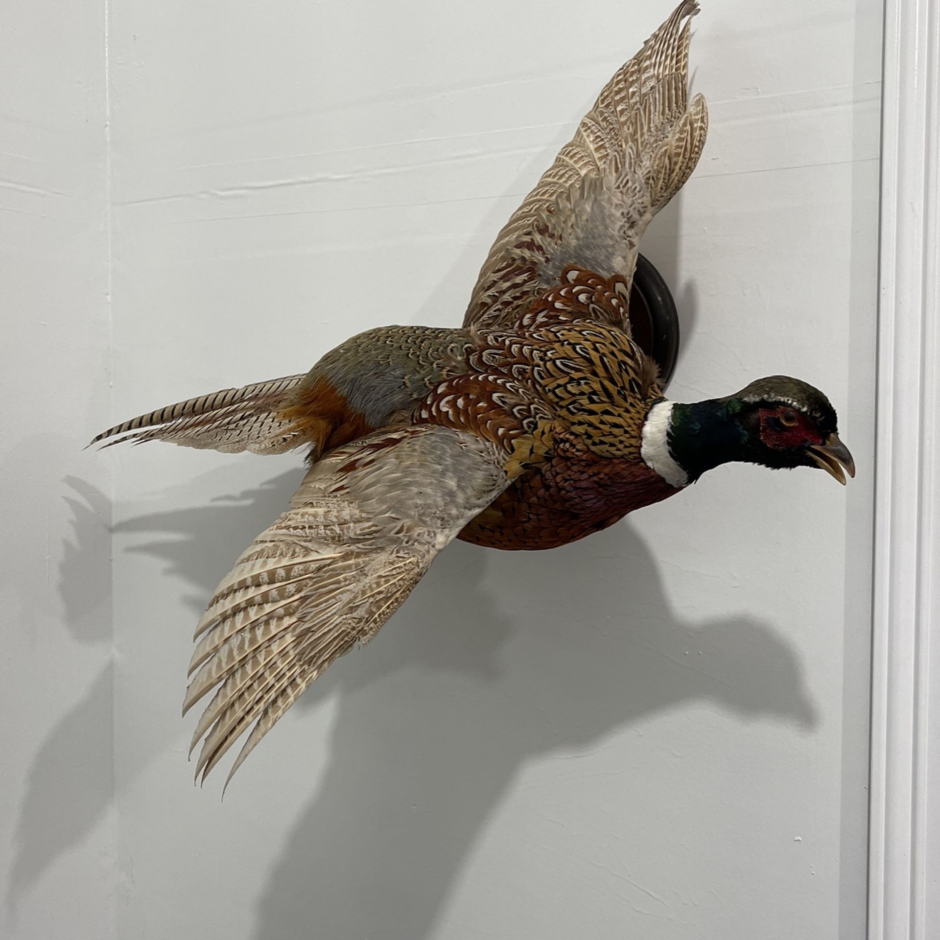 Ringneck Pheasant Mounts