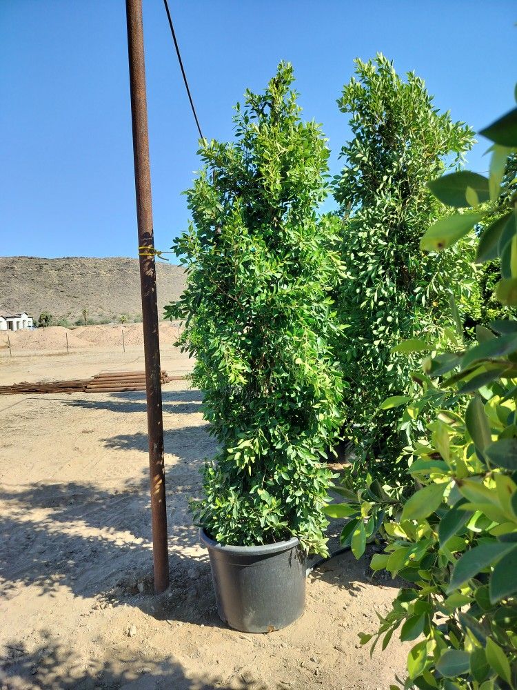 Ficus Indian Laurel Columns Shade Trees for Sale in Phoenix, AZ - OfferUp