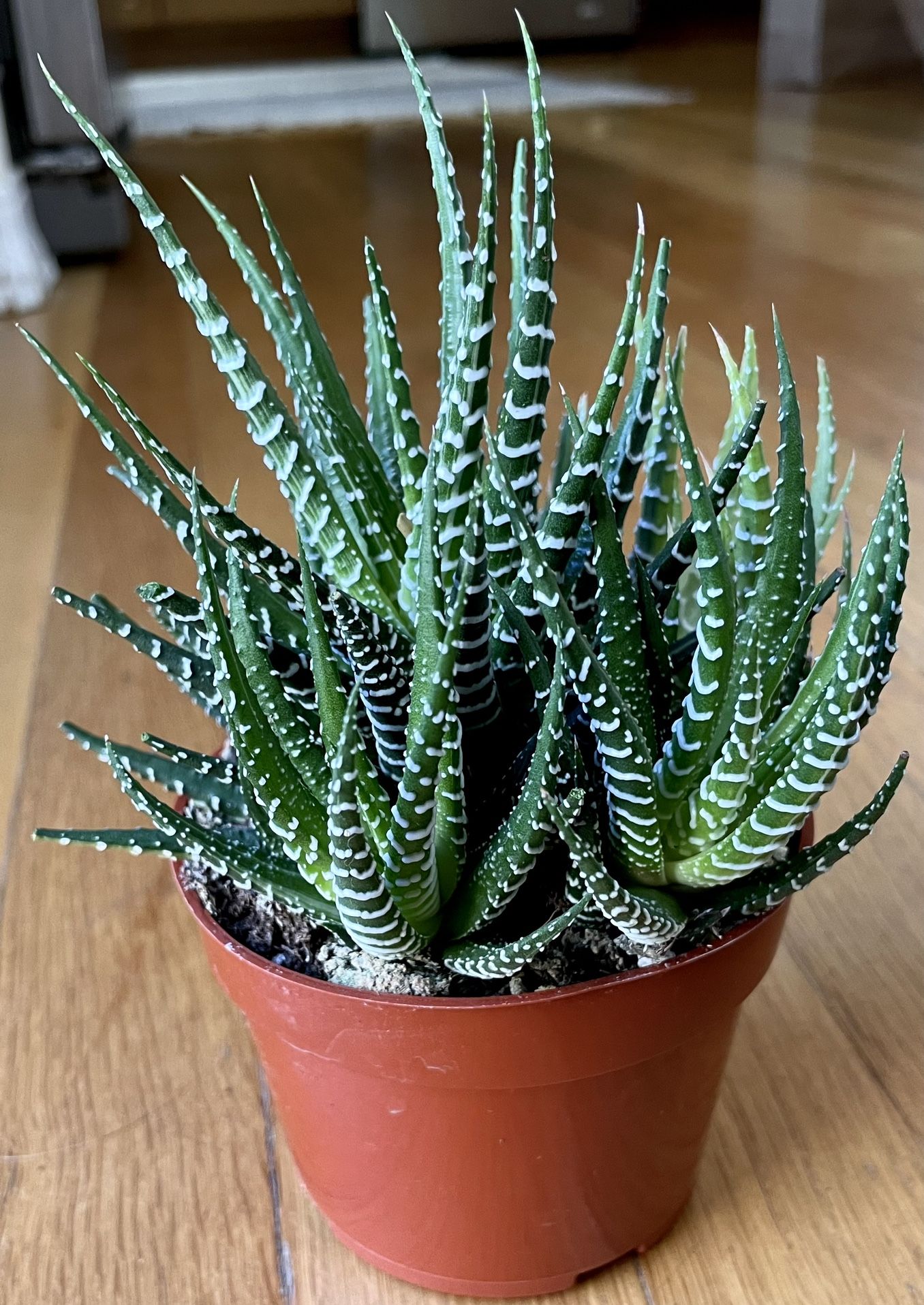 Non-Toxic Variegated Zebra Haworthia Plant / Free Delivery Available ...