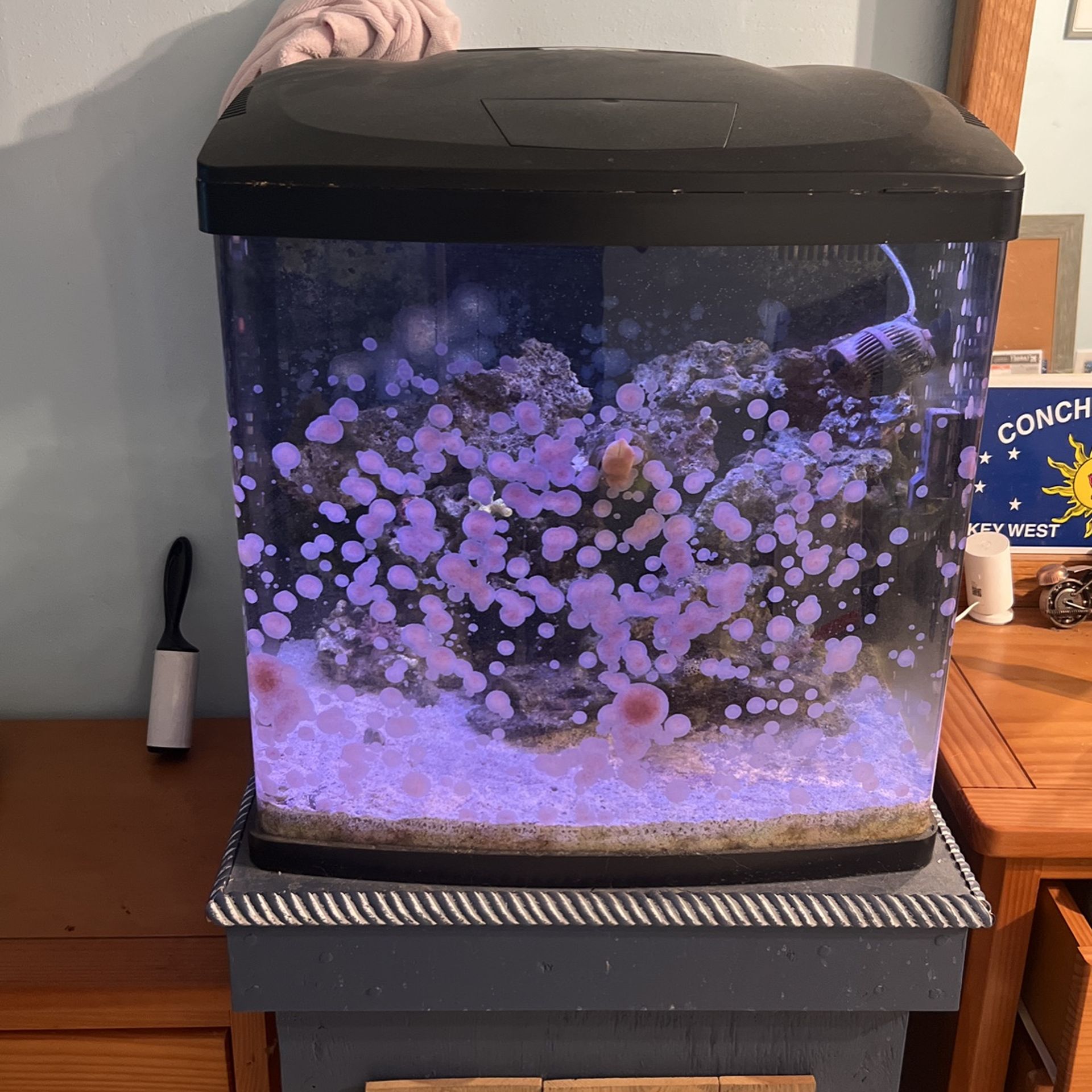 Fish Tank 32 Biocube for Sale in Pompano Beach, FL - OfferUp