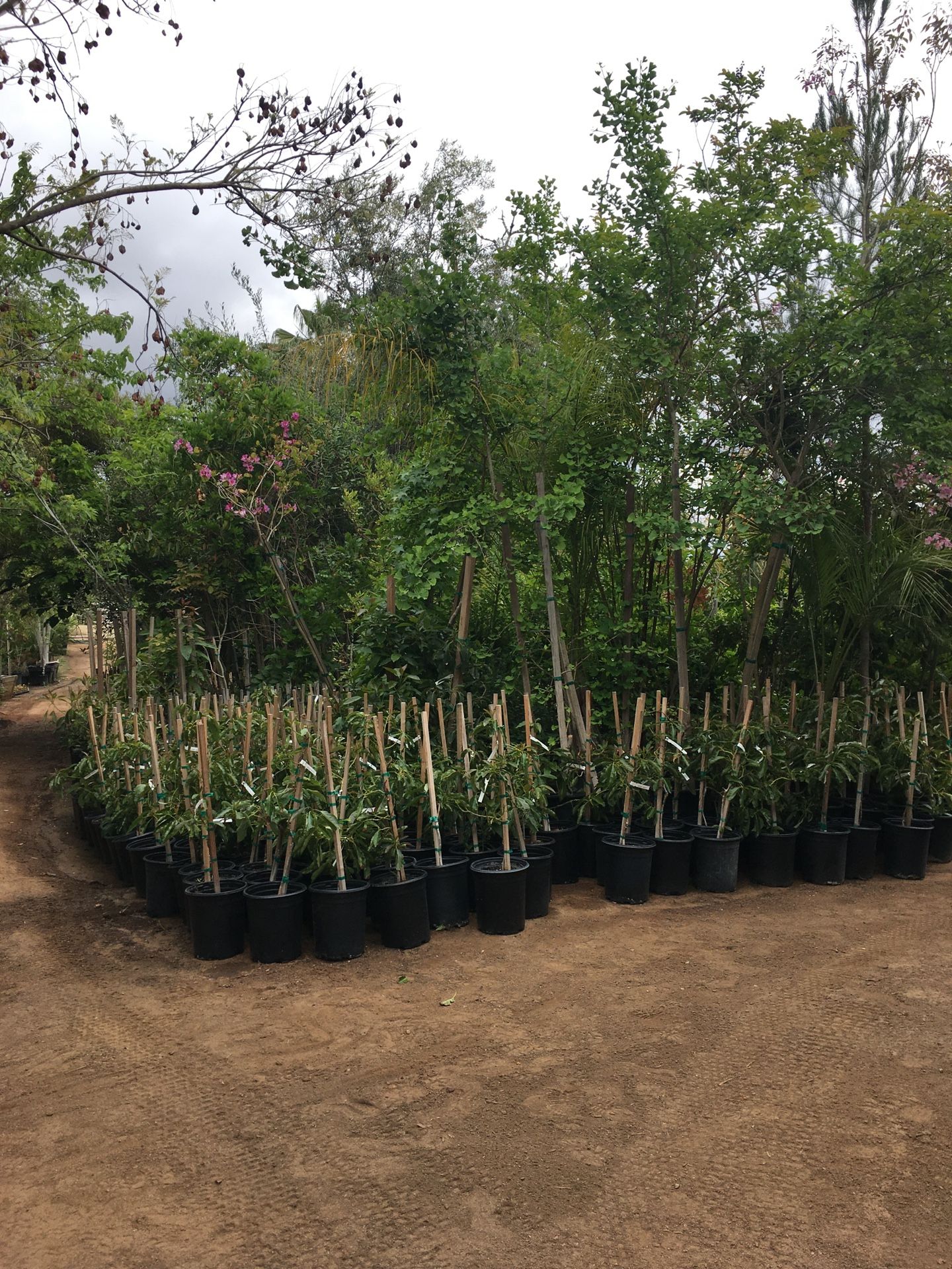 5 Gallon Size- Avocado Trees- Peach Trees- Plum Trees- Pomegranate ...