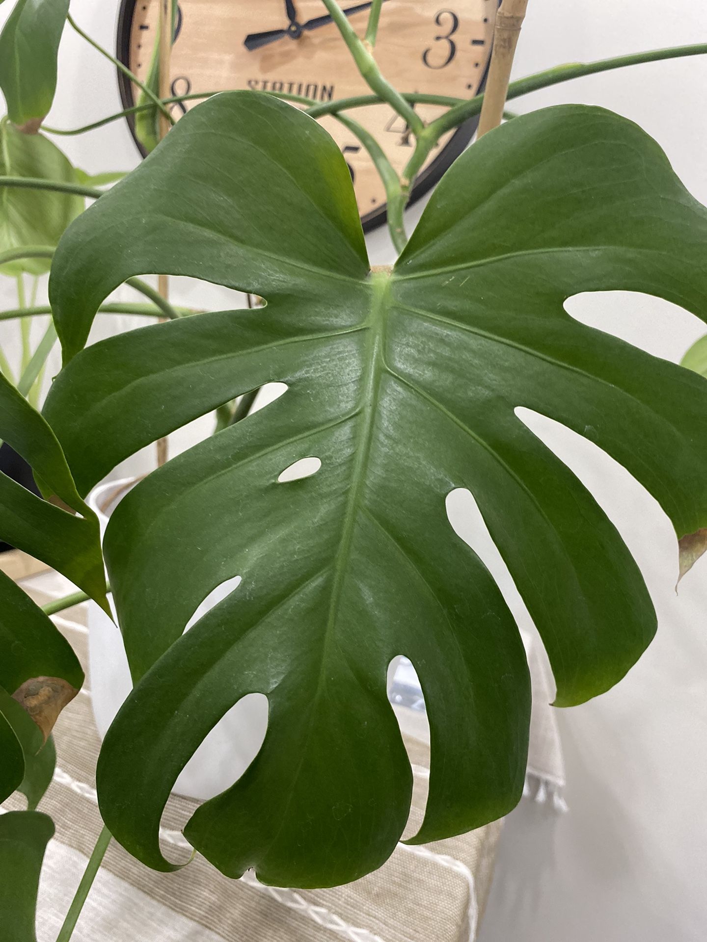 Monstera Deliciosa Plants (large) for Sale in South Gate, CA - OfferUp