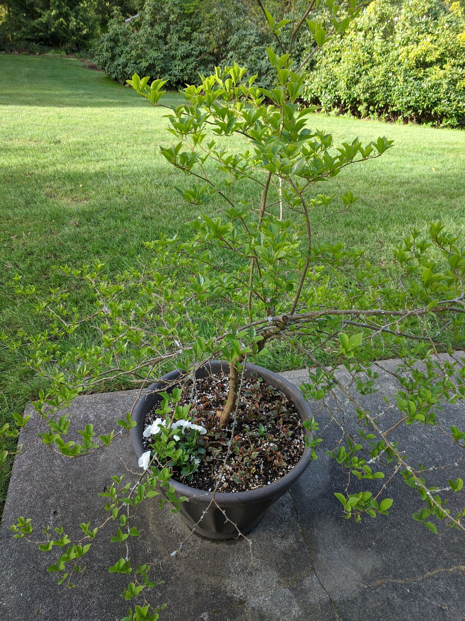 Japanese snowbell tree in planter for Sale in Snohomish, WA - OfferUp