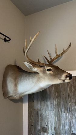 Cool Deer Shoulder Mounts