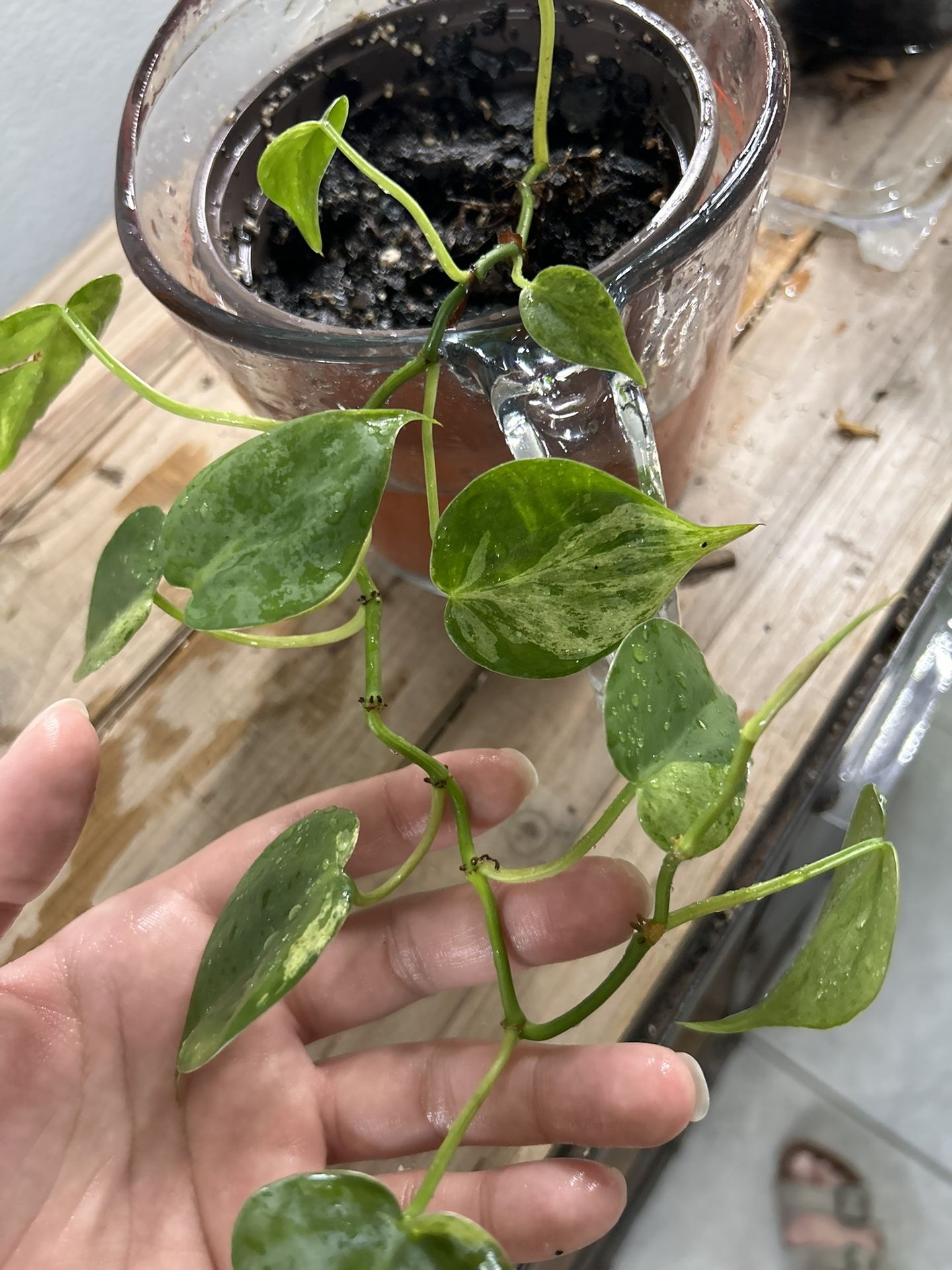 Rare Variegated Heart Leaf Philo with half moon for Sale in Spring, TX ...