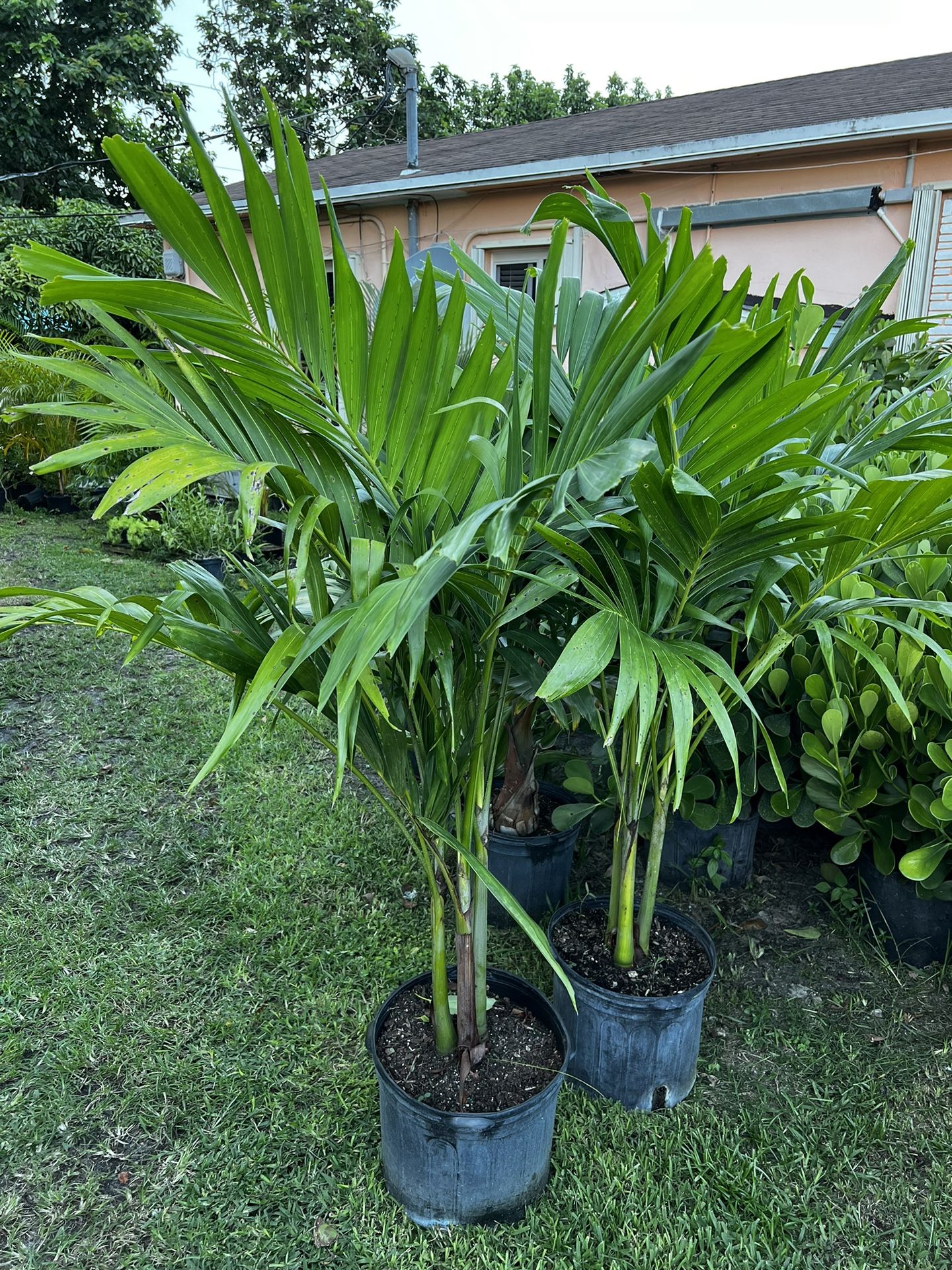CHRISTMAS PALM (7 Gallon Pot Double or Triple) Keep landscape ...
