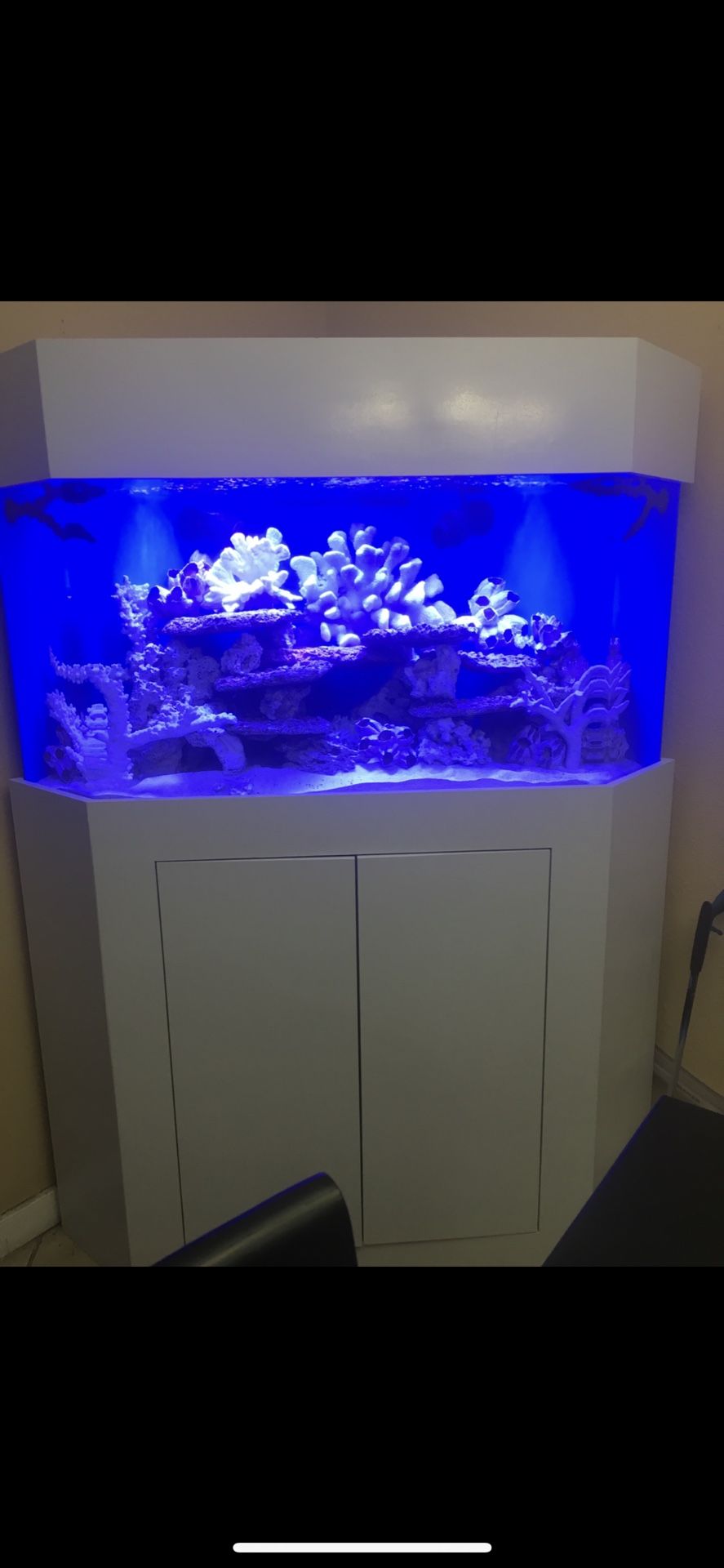 Sapphire Blue Pentagon Aquarium 24x36x36 100gal for Sale in Fontana, CA ...