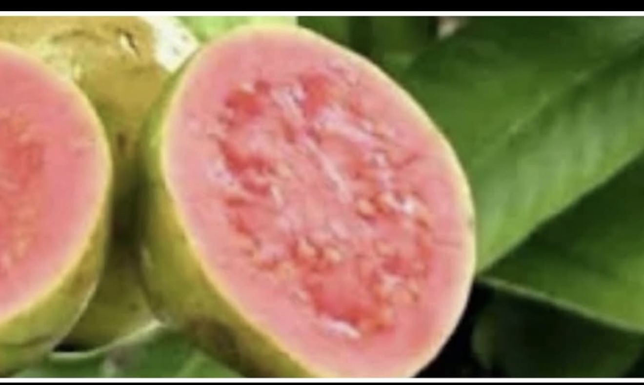 Pink Guava Trees 4F And 3 1/2 The Tall $45 And $40 Each Price Firm for ...