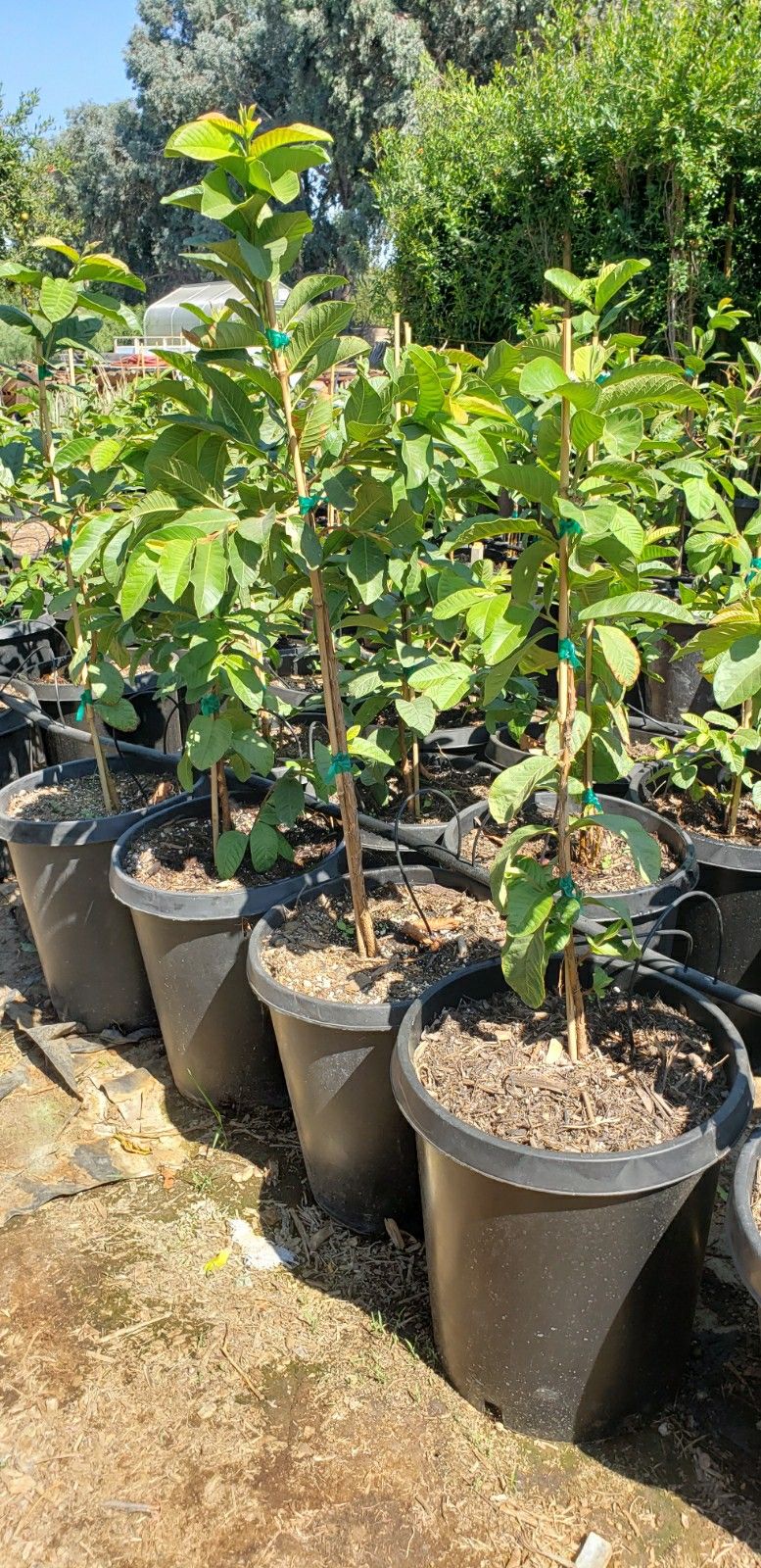 "GUAVA TREE "/"ARBOL DE GUAYABA" (VARIETY CHINA WHITE AND TROPICAL PINK ...