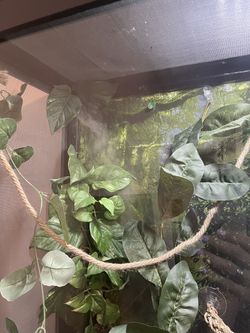 Terrarium Habitat - 2 Separate Sections for Sale in Las Vegas, NV - OfferUp