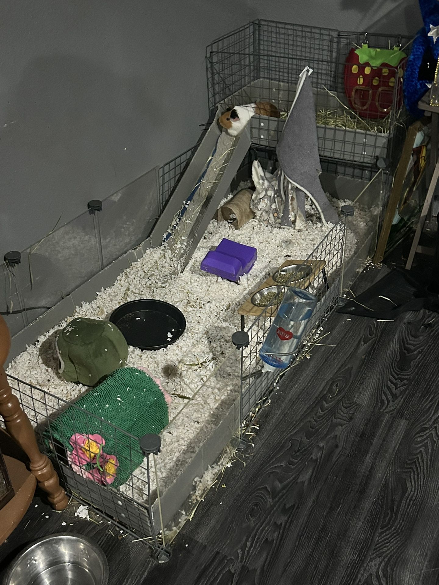 Female guinea pig cage for Sale in Richmond, TX - OfferUp