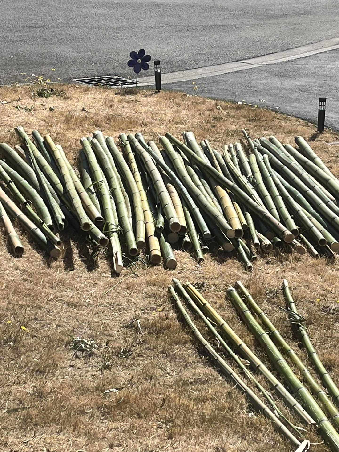 Fresh Cut Bamboo Wood for Sale in Seattle, WA - OfferUp