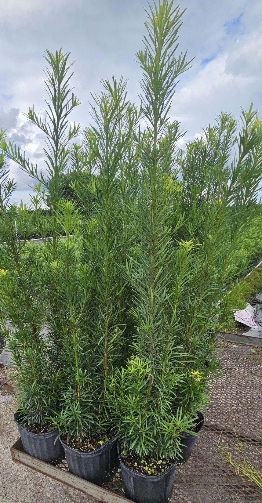 huge podocarpus over 4 feet tall Instant Privacy Hedge For Fence Green ...