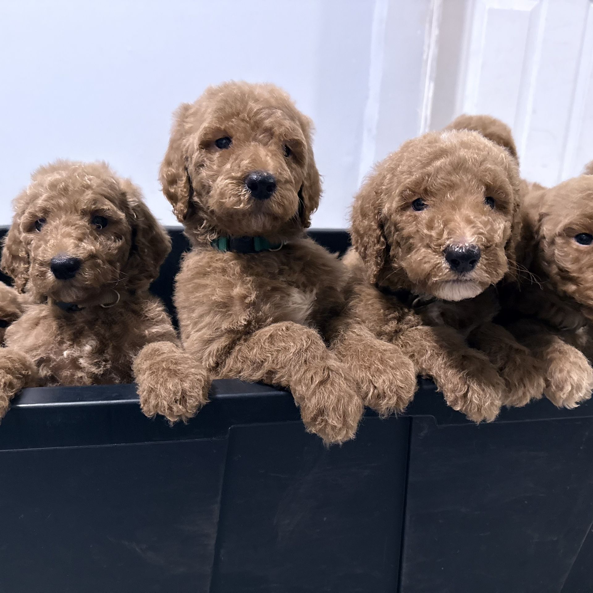 Gold Den Doodle for Sale in Hawthorne, CA - OfferUp