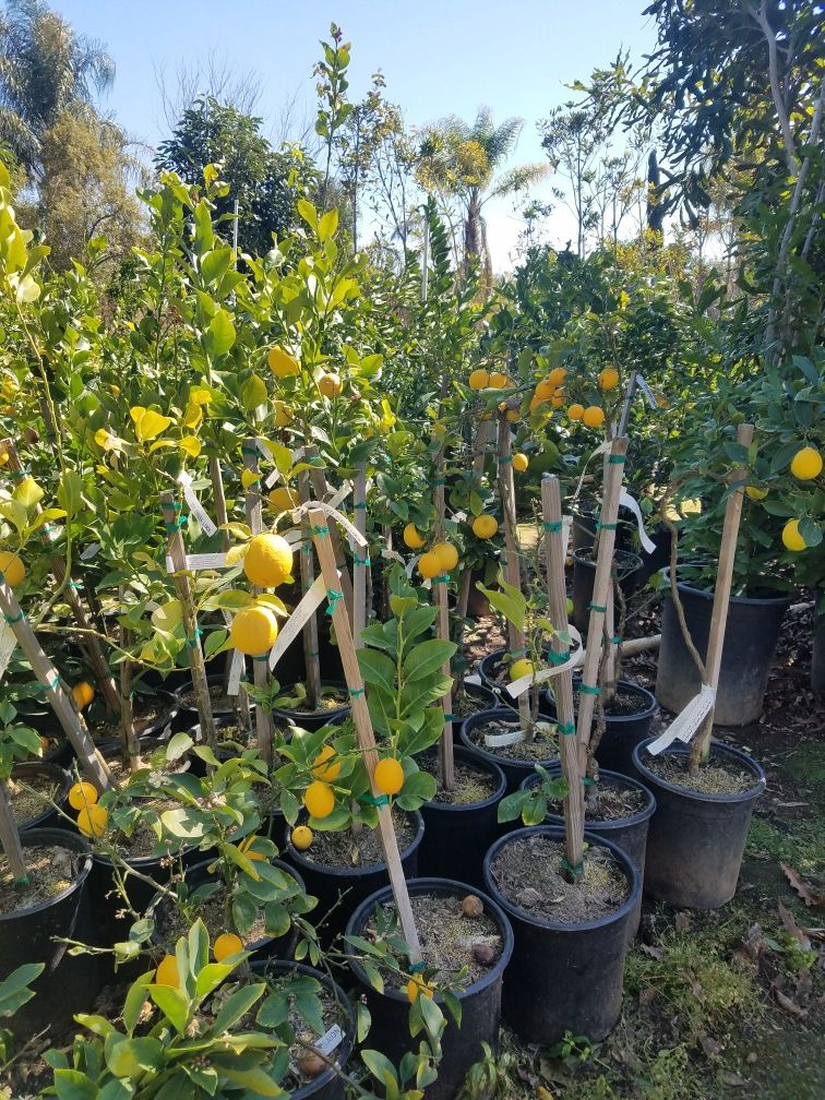 GRAFTED AND FRUITING AGE CITRUS TREES- ORANGE, LEMON , MURCOTT HONEY ...