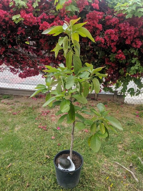 Hass Avocado Tree for Sale in Gardena, CA - OfferUp