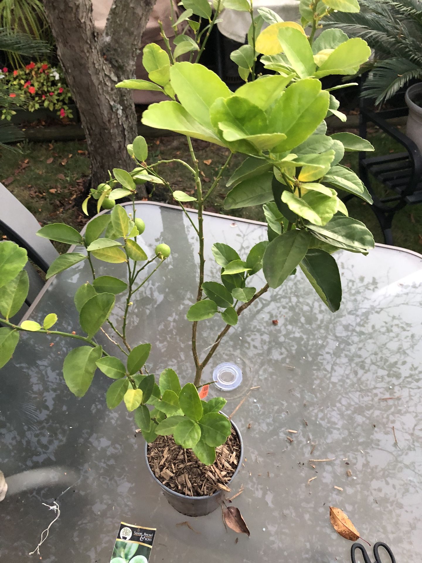 Thornless key lime Citrus Tree for Sale in Lumberton, NJ - OfferUp