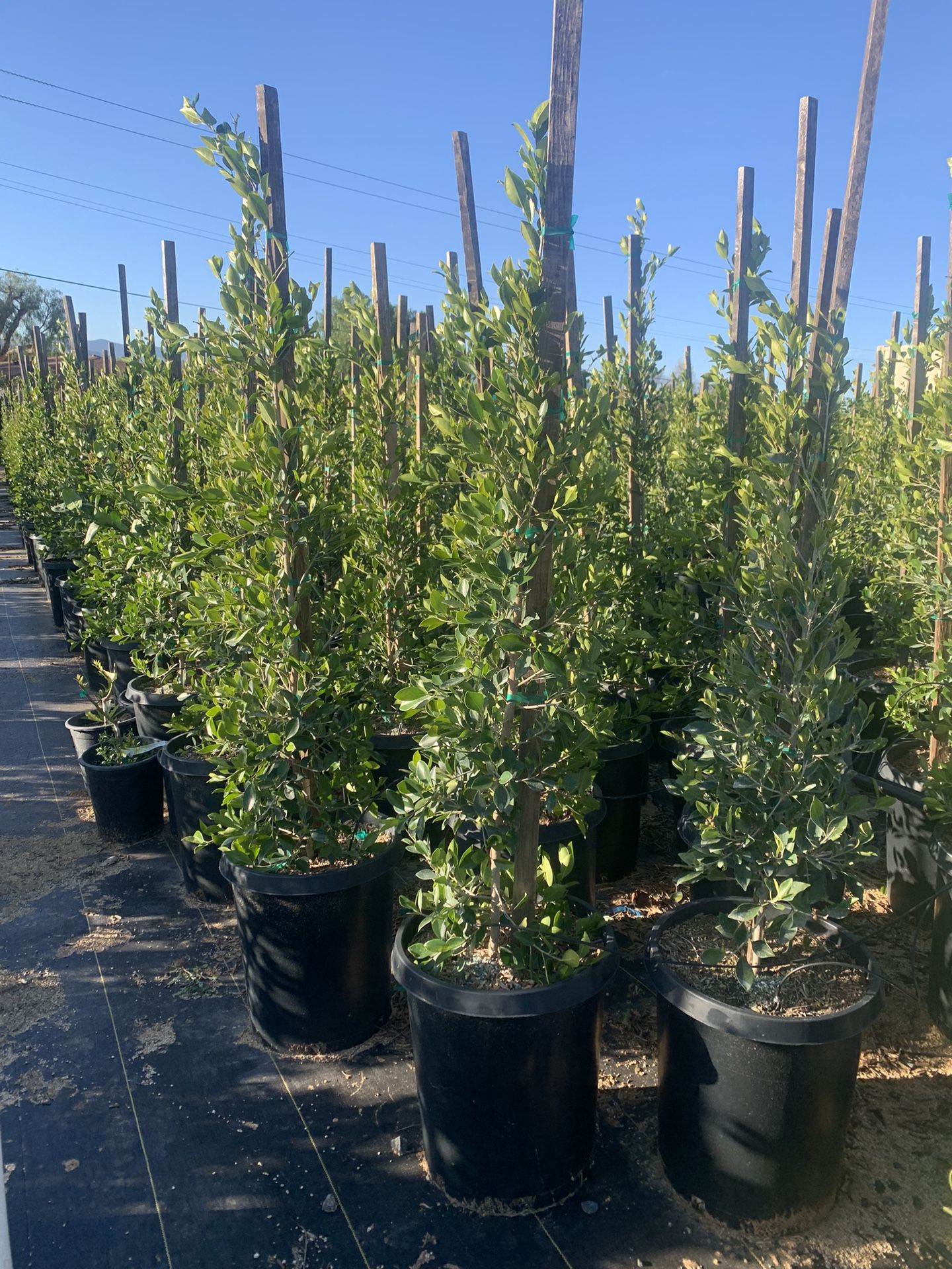 Ficus Hedge