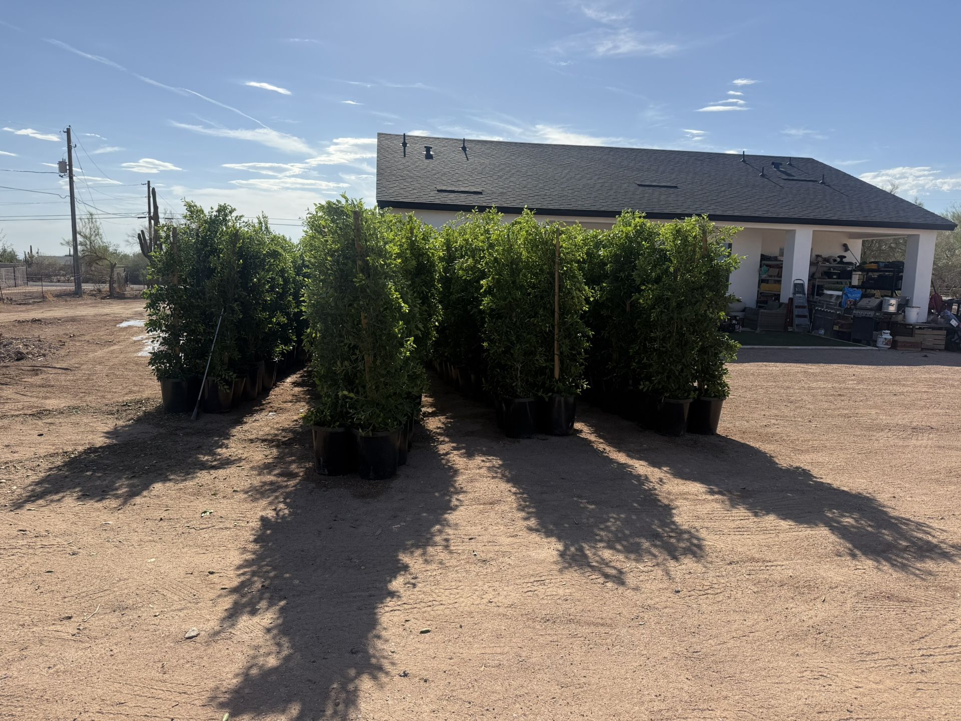 15 Gallon Ficus Trees for Sale in Apache Junction, AZ - OfferUp