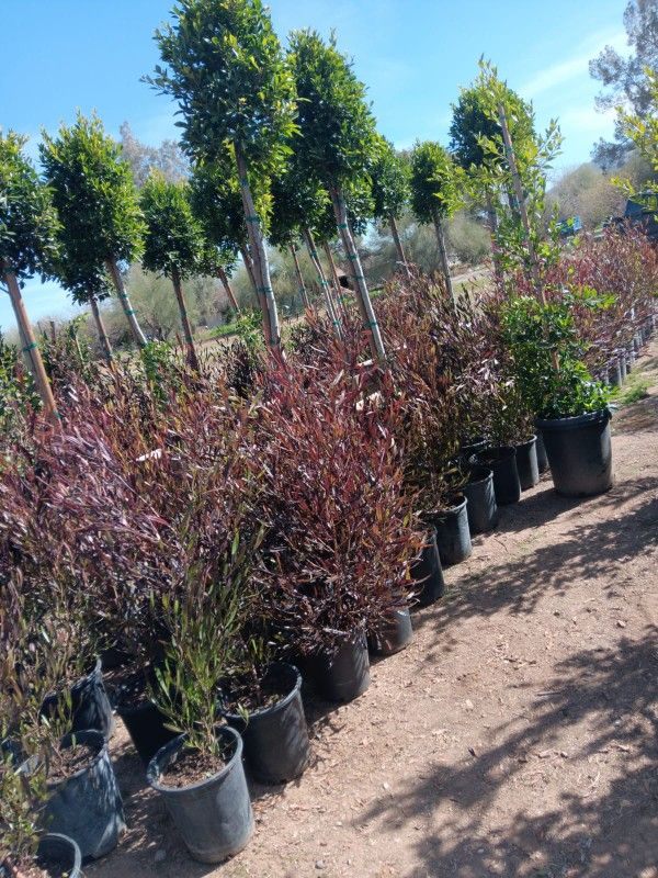Purple Hopseed Bush 5g for Sale in Phoenix, AZ - OfferUp