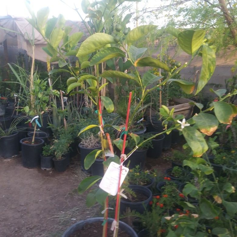 Lima Dulse Con Frutas. Lima Chichona Mexicana for Sale in Phoenix, AZ ...