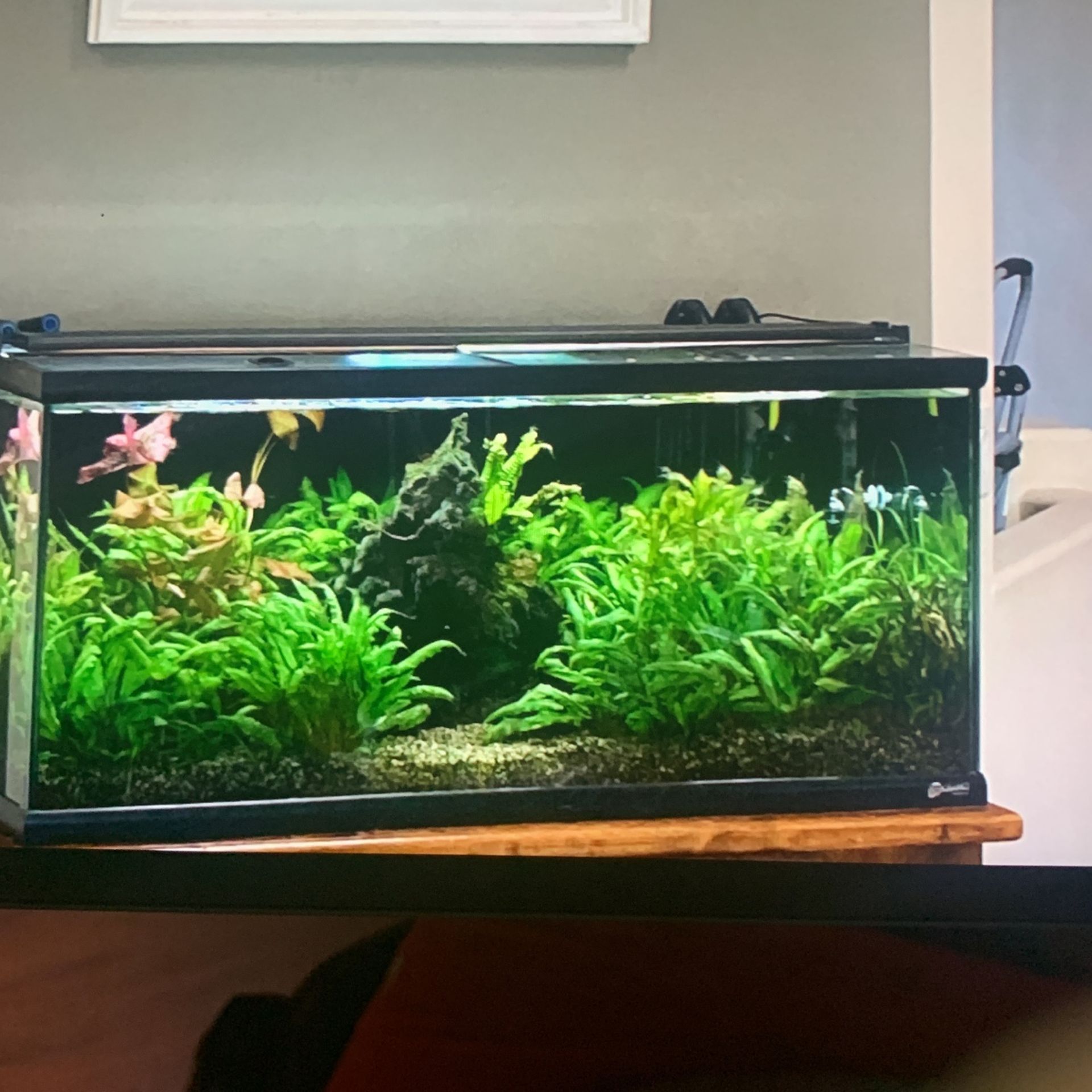 Oceanic 75 gallon Fish Tank & Fluval X5 Canister Filter 48 ...