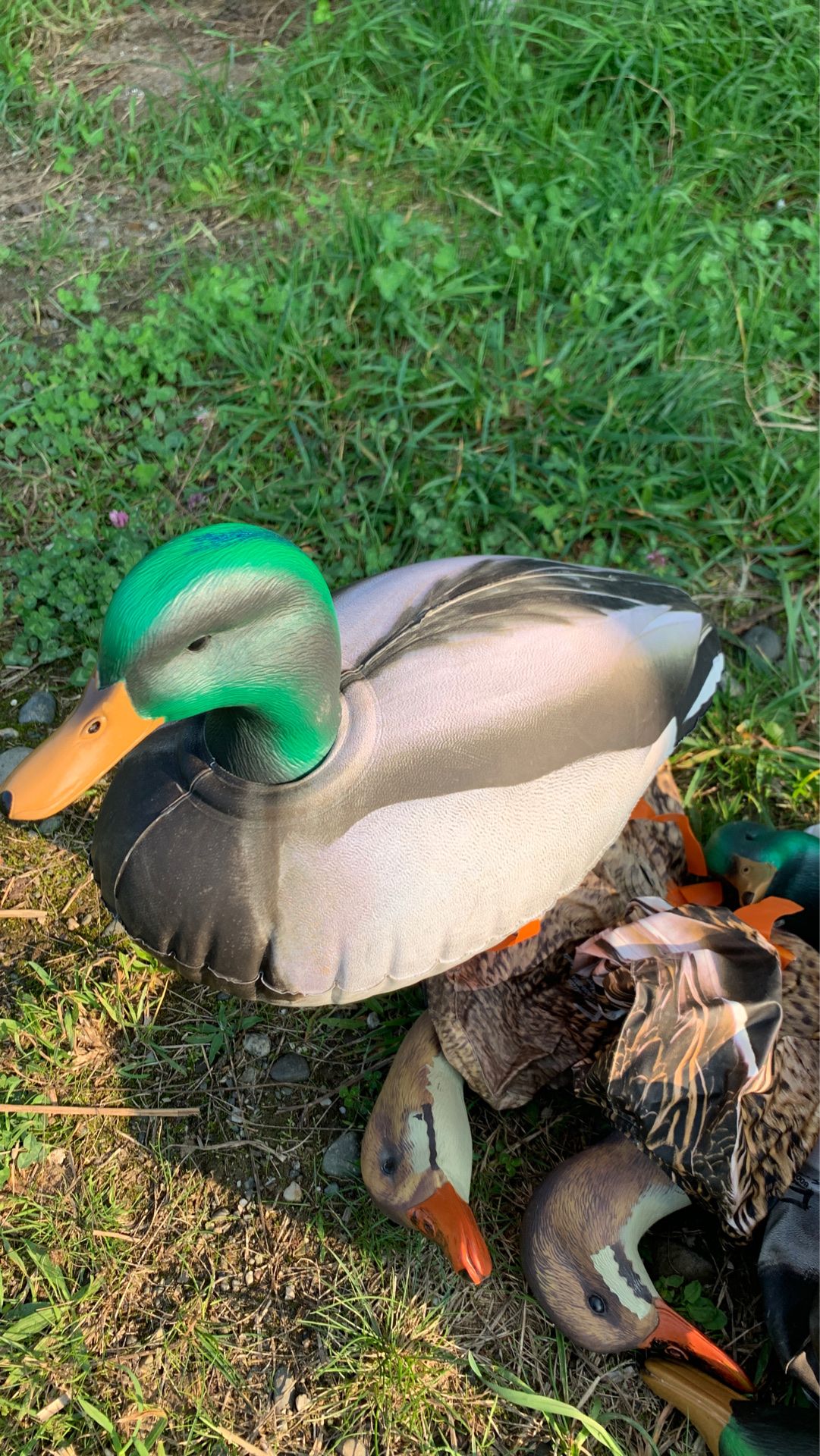 Field decoys mallard half dozen duck hunting for Sale in Sedro-Woolley ...