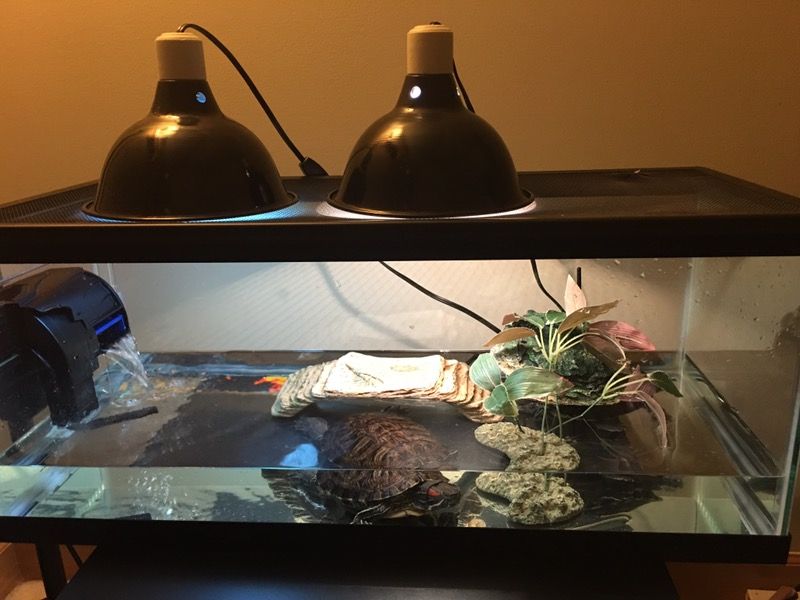 Red Eared Slider Turtle Tank