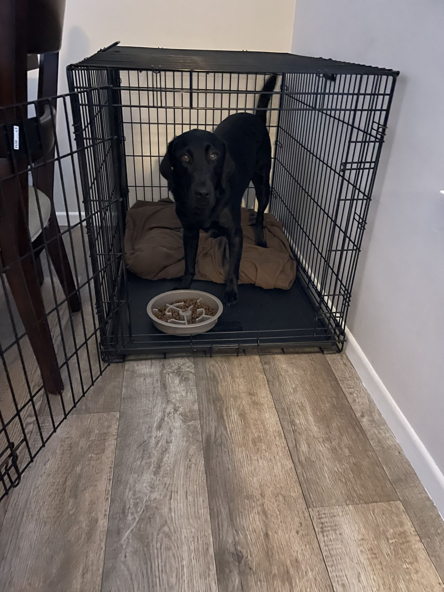 Dog Crate XL for Sale in Huntington Beach, CA - OfferUp
