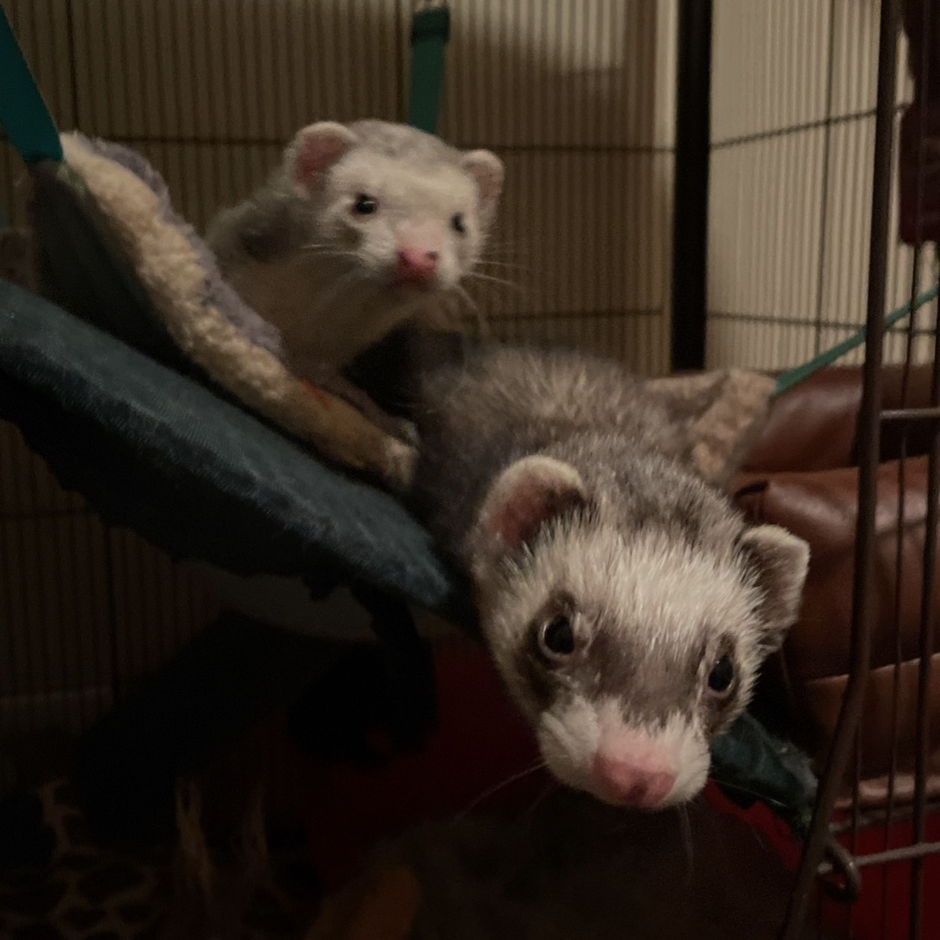 Scout & Bandit Ferret Duo for Sale in Round Rock, TX - OfferUp