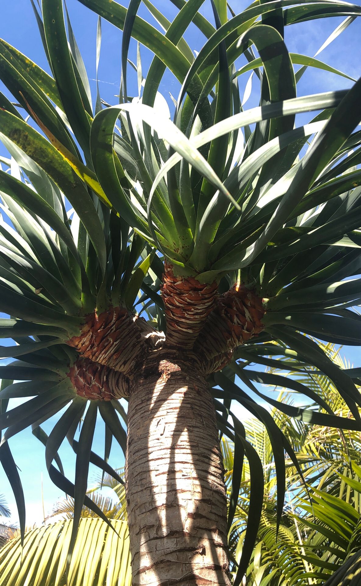 Dragon Tree Dracaena Draco Palm for Sale in Encinitas, CA - OfferUp