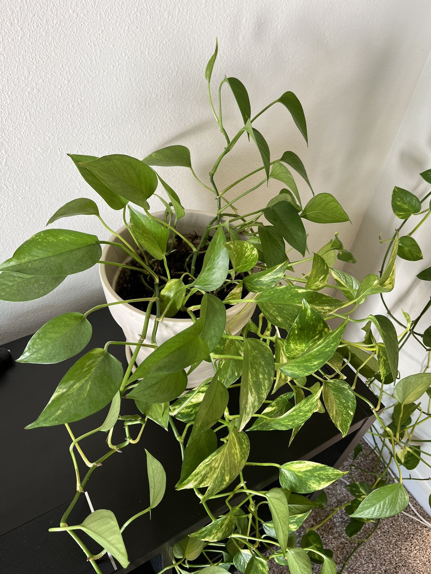 Large Mature Pothos Vine Plant for Sale in Austin, TX - OfferUp