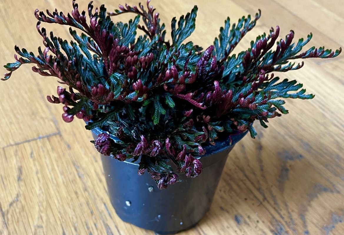 Non-Toxic Ruby Red Selaginella Plant / Low-Light Friendly/ Free ...