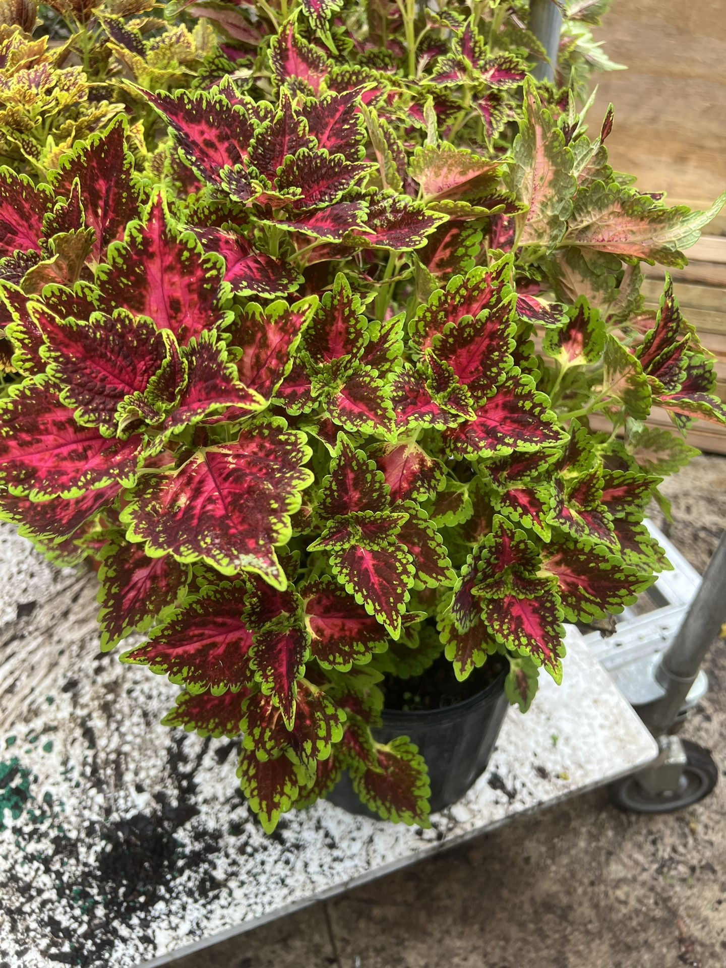 Assorted Coleus In 3 gls Pot. SPECIAL PRICE for Sale in Miami, FL - OfferUp