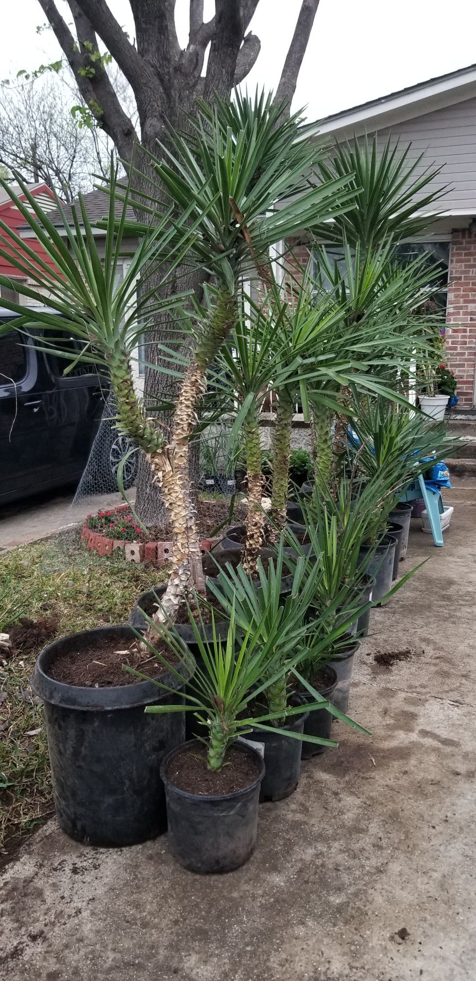 Potted yucca plants for Sale in Irving, TX - OfferUp