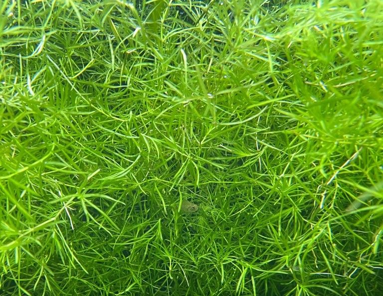 Najas Guppy Grass - Najas Guadalupensis Live Fish Tank Aquarium ...