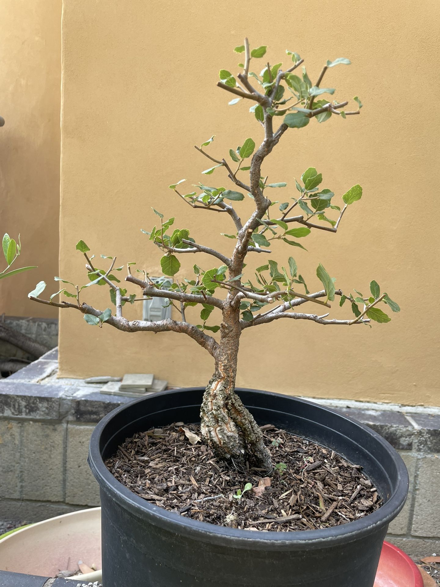 Oak Bonsai Tree