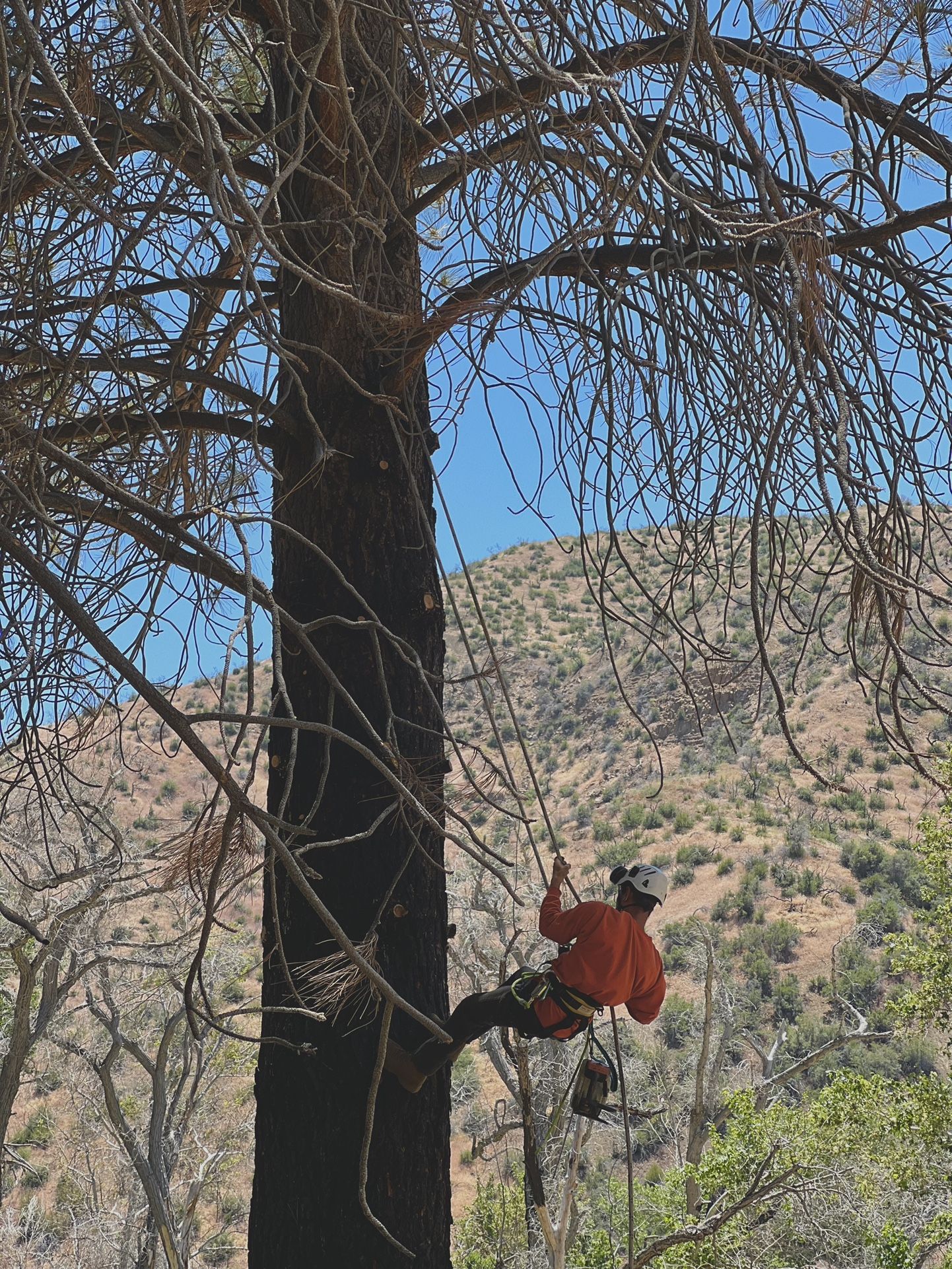 Trees, Tree work, Large Tree Dropping, Tree Trimming, Tree Climbing for ...