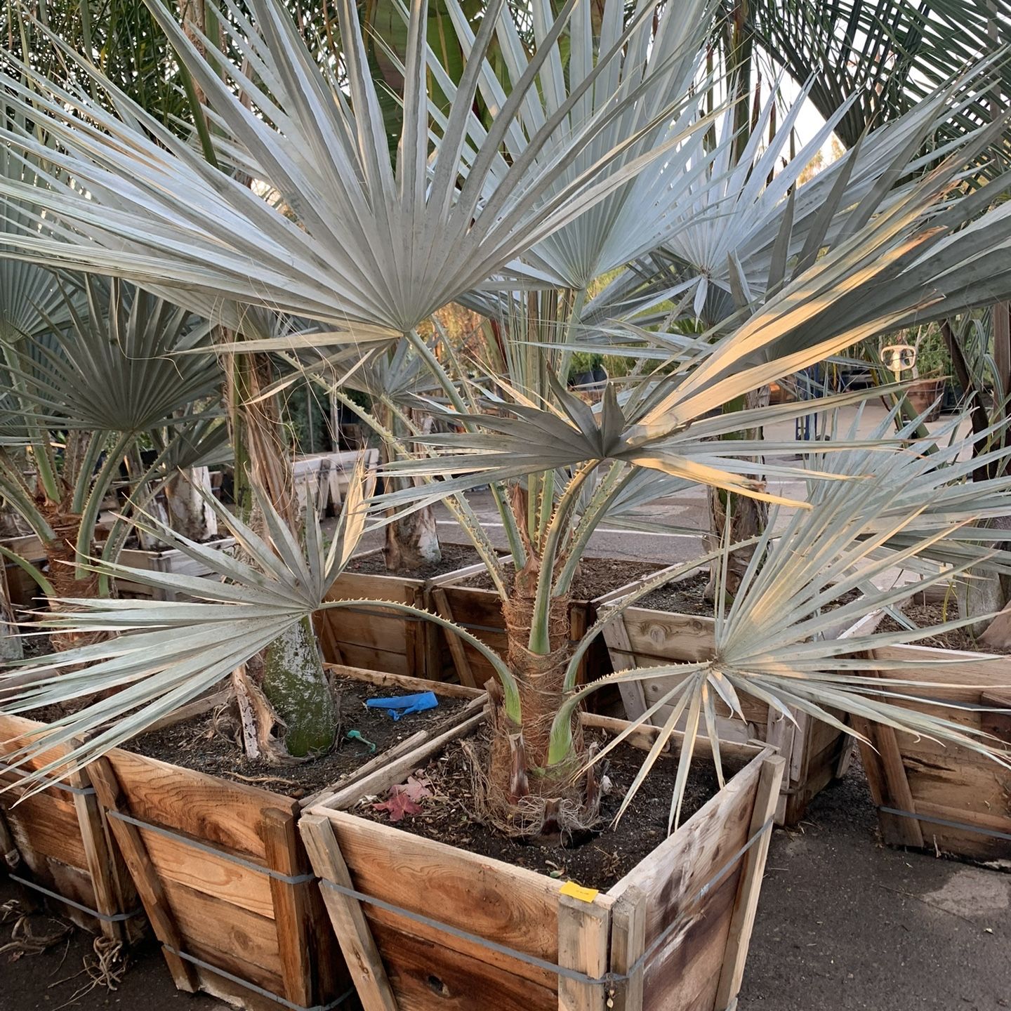 Mexican Blue Fan Palm