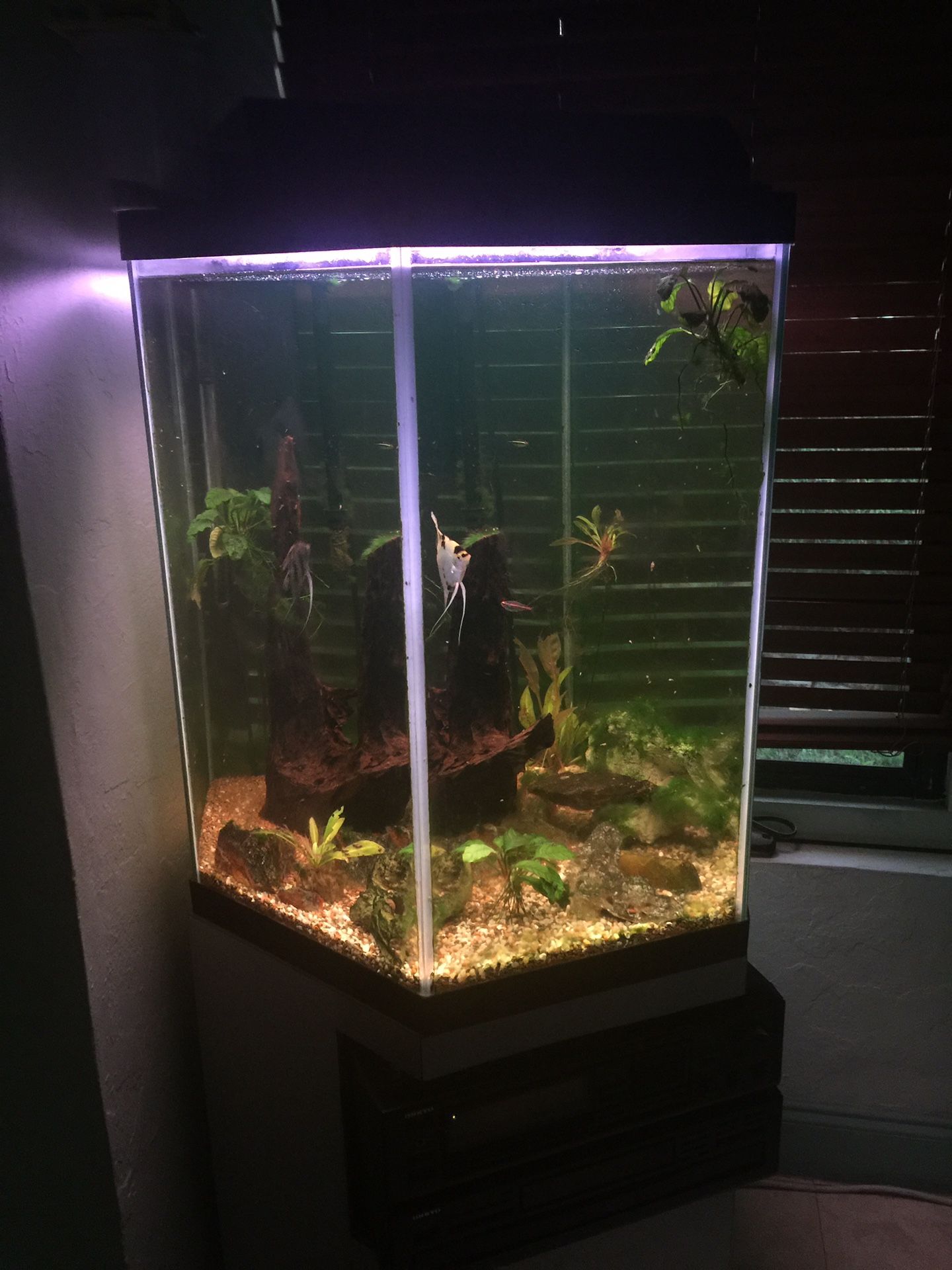 Hex aquarium 55 gallons for Sale in North Miami Beach, FL - OfferUp