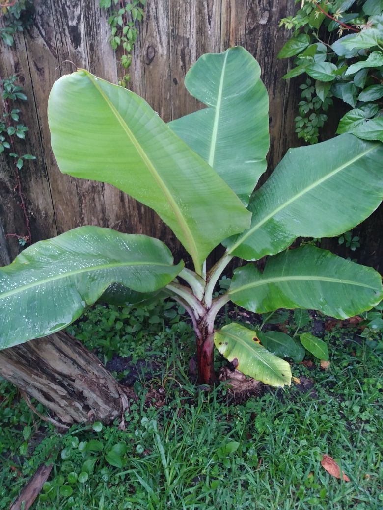 Chiquita banana tree plant for Sale in Pompano Beach, FL - OfferUp