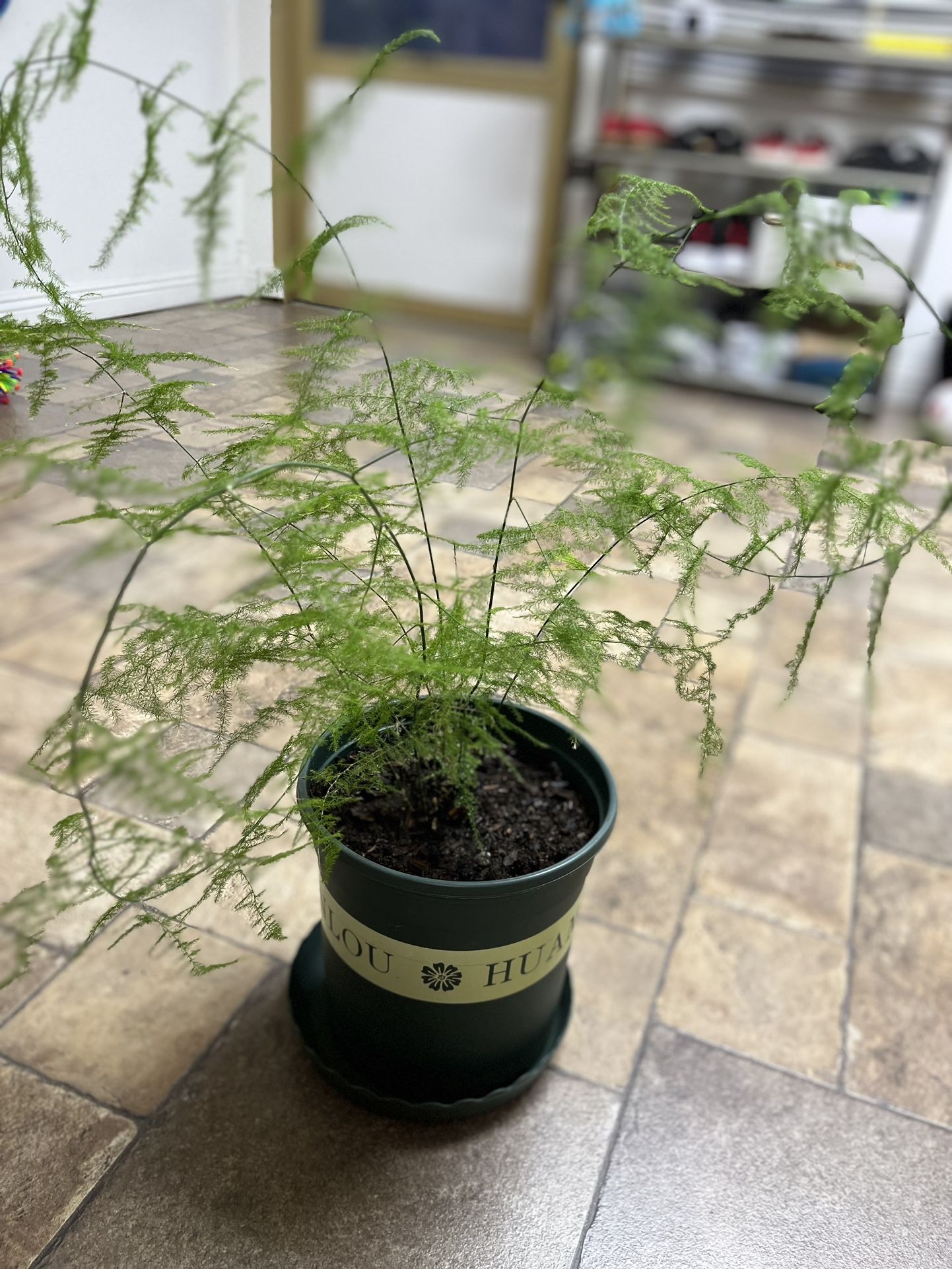 Asparagus Fern Indoors