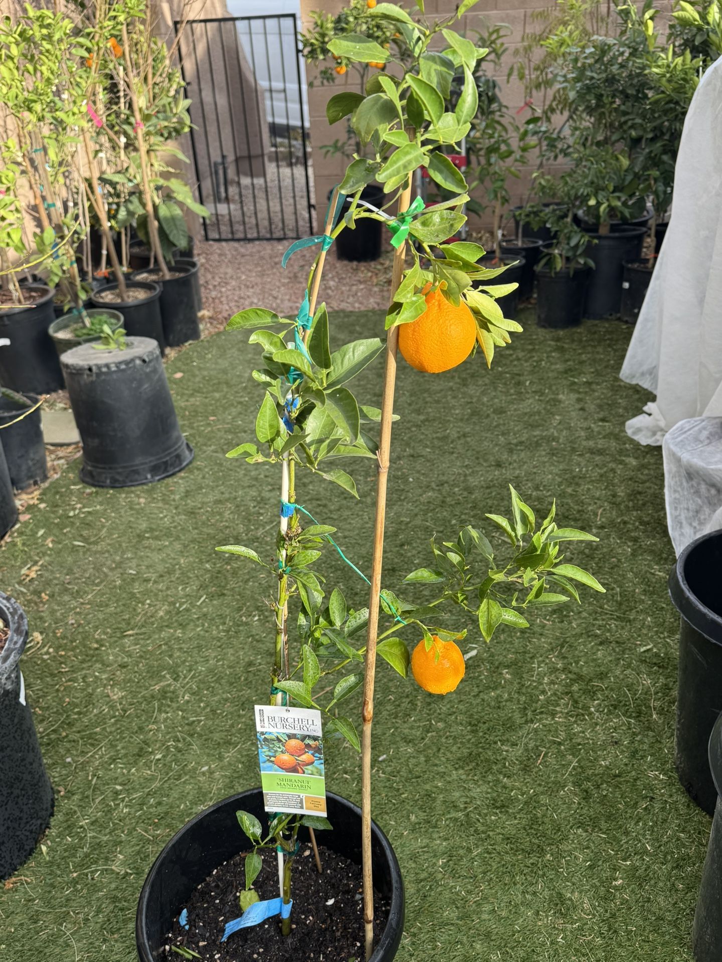 Shiranui, Dekopon Mandarin aka Sumo for Sale in Las Vegas, NV - OfferUp