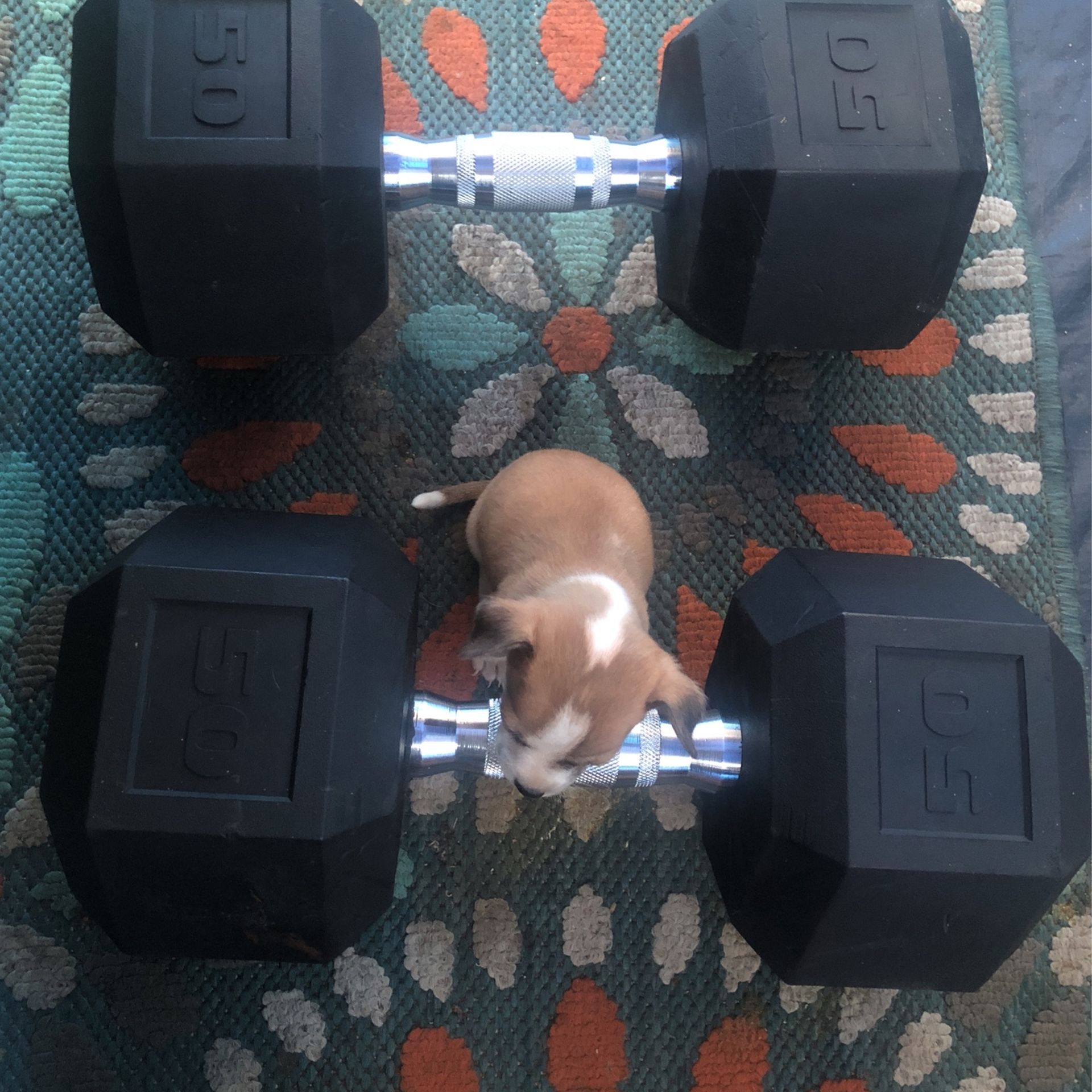 Dumbles for Sale in Tulare, CA - OfferUp