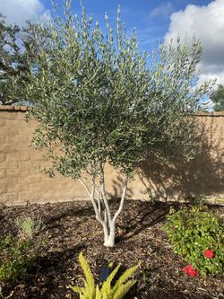 Fruitless Olive Tree