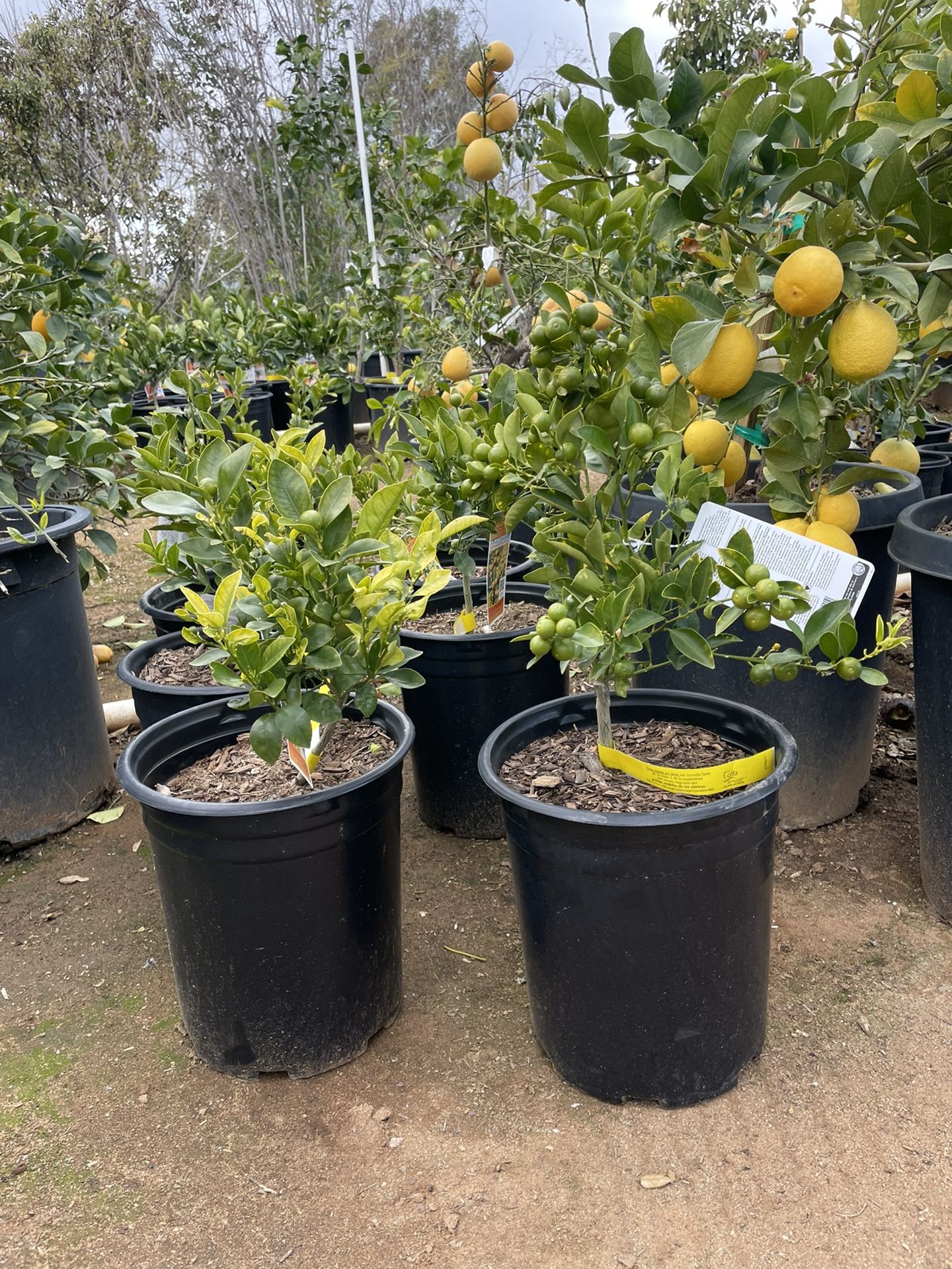 5 Gallon Size- Orange Trees- Lemon Trees- Lime Trees- Grapefruit Trees ...