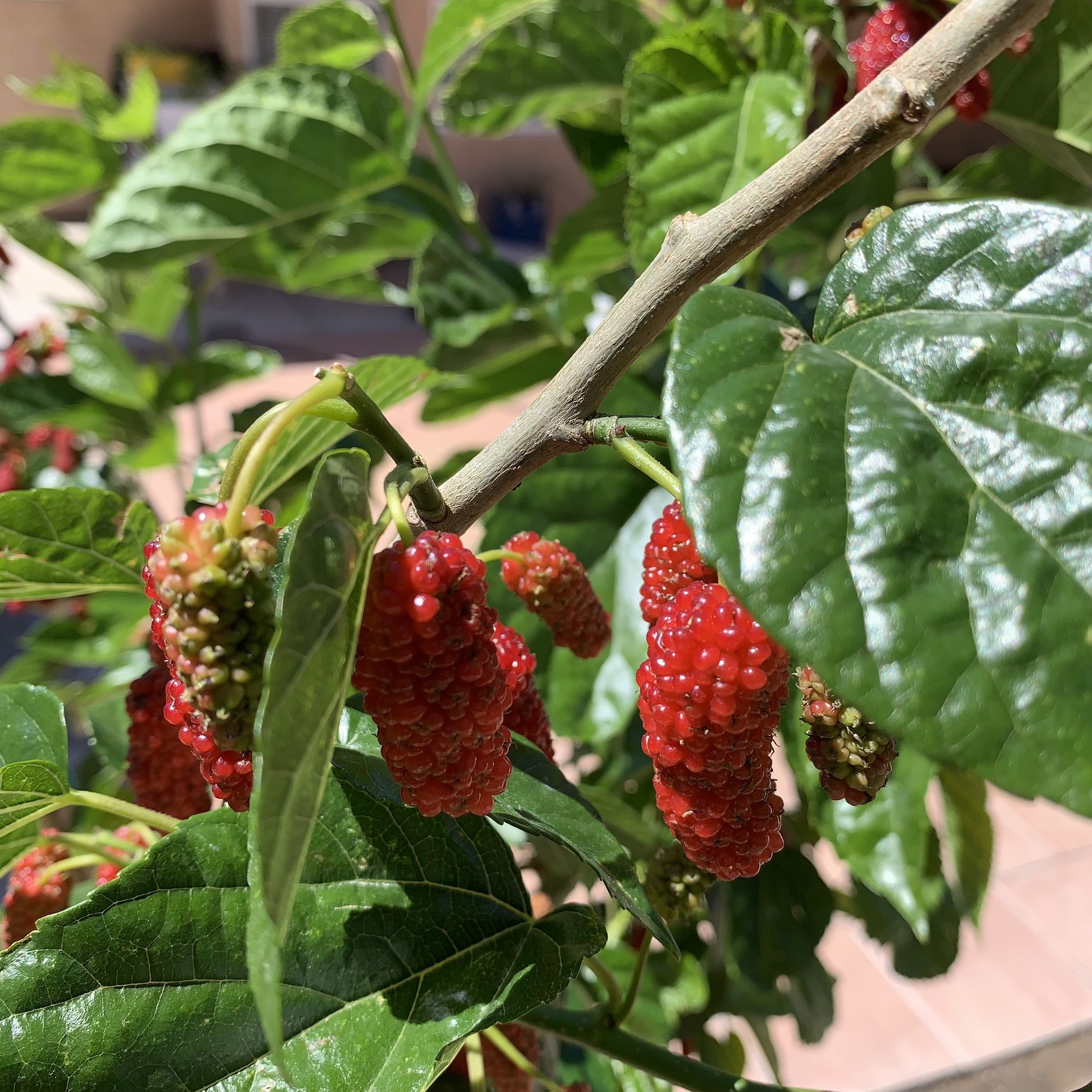 Amazing Mulberry Fruit Tree Shade Fast Growing Gardening for Sale in ...